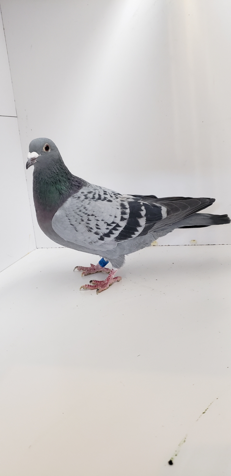 iPigeon.com - Racing Pigeon Auction