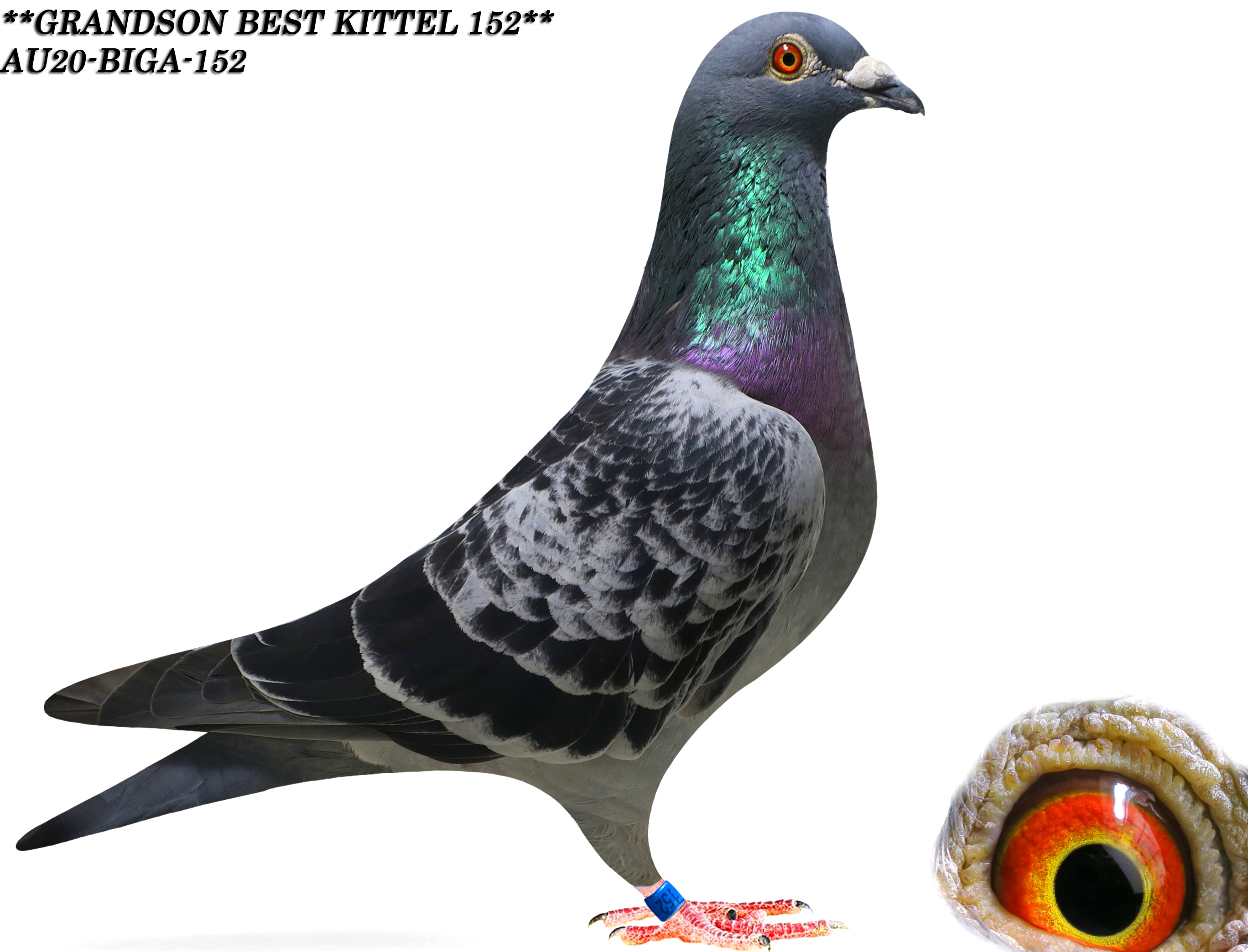 iPigeon.com - Racing Pigeon Auction