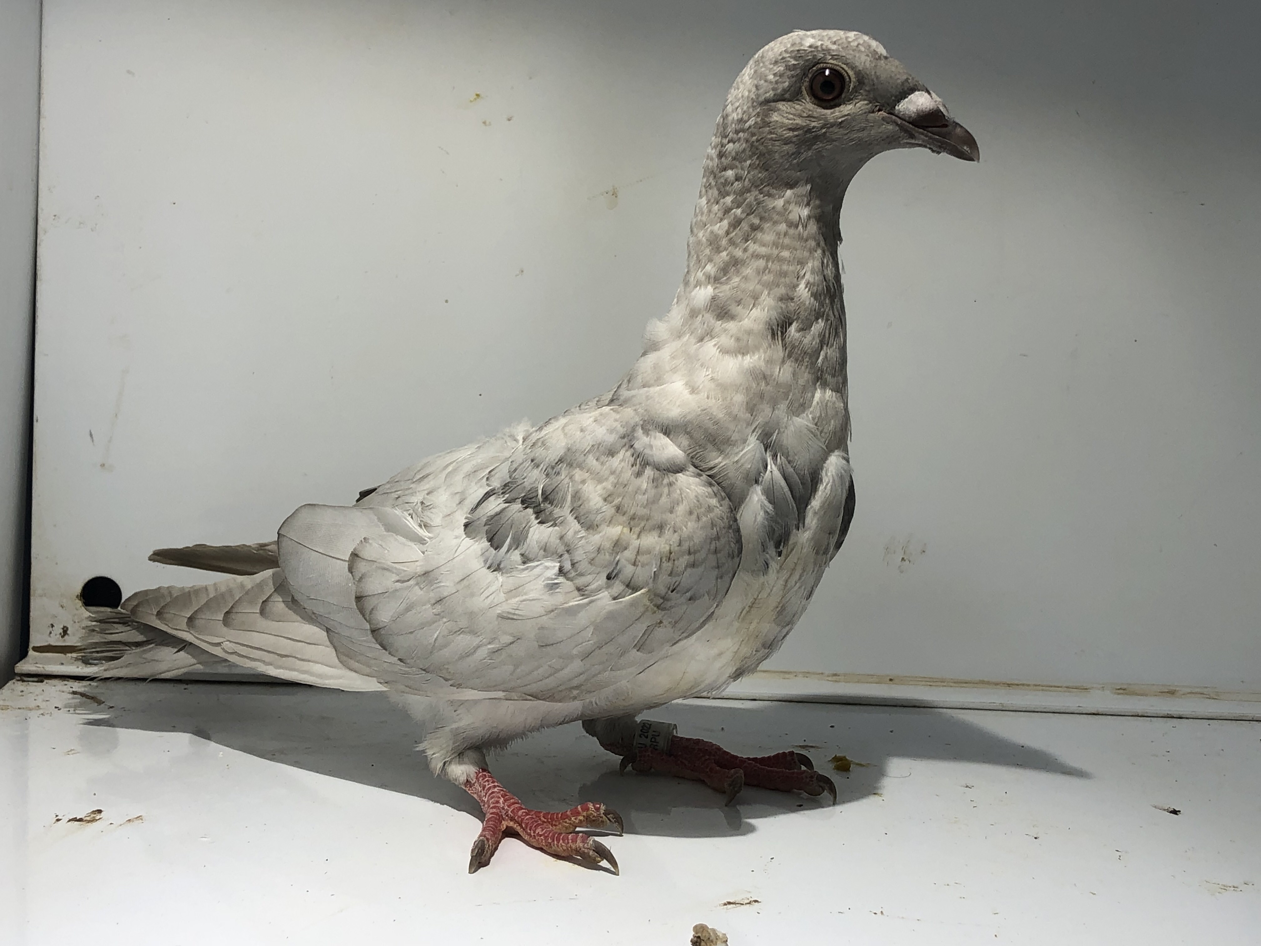 iPigeon.com - Racing Pigeon Auction