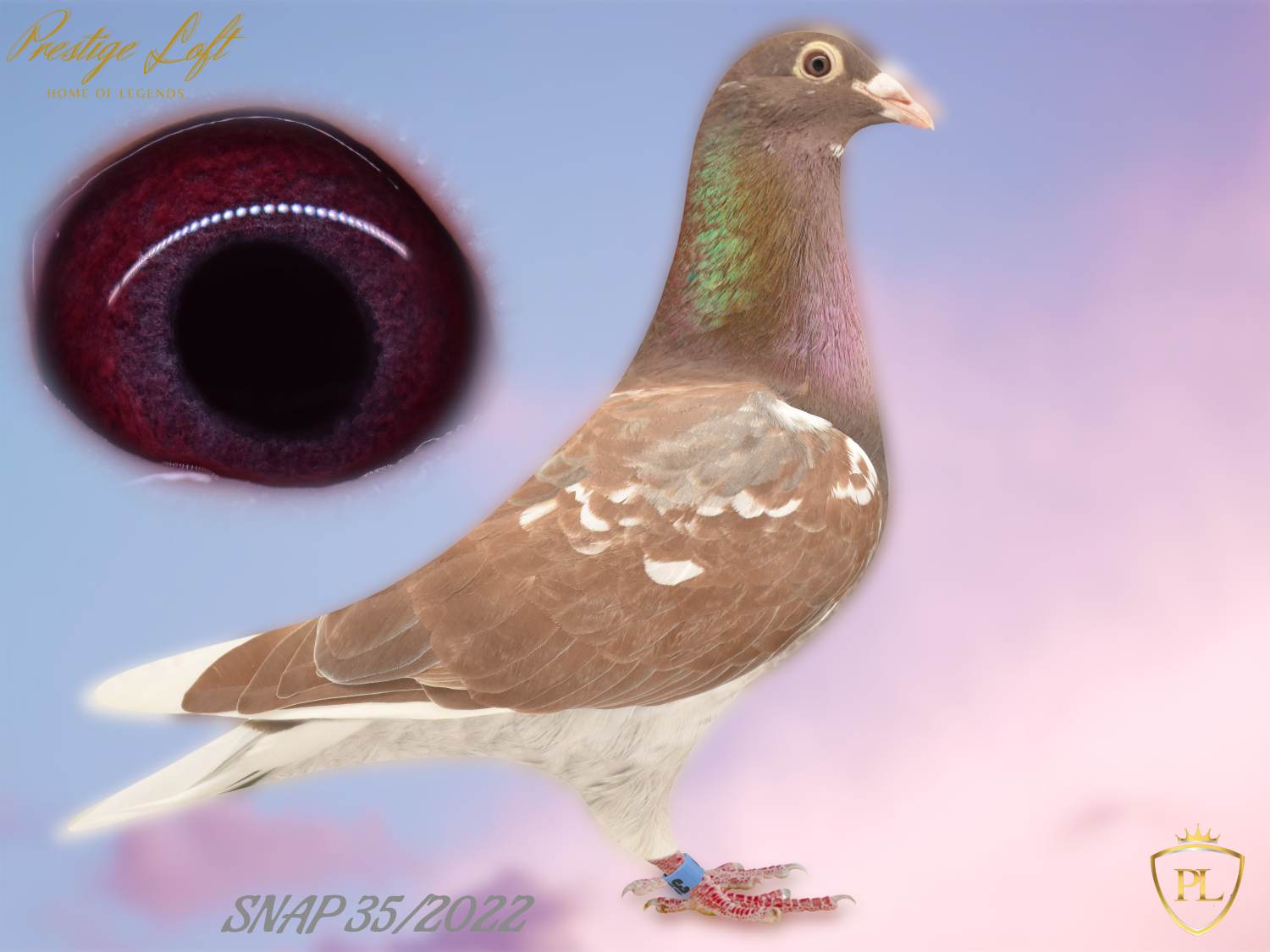 iPigeon.com - Racing Pigeon Auction