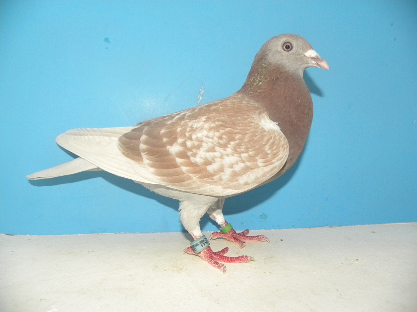 iPigeon.com - Racing Pigeon Auction