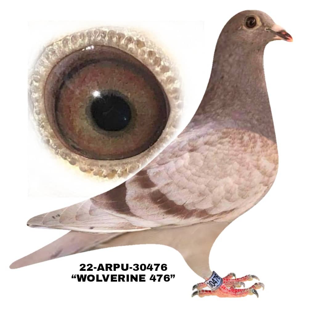 iPigeon.com - Racing Pigeon Auction
