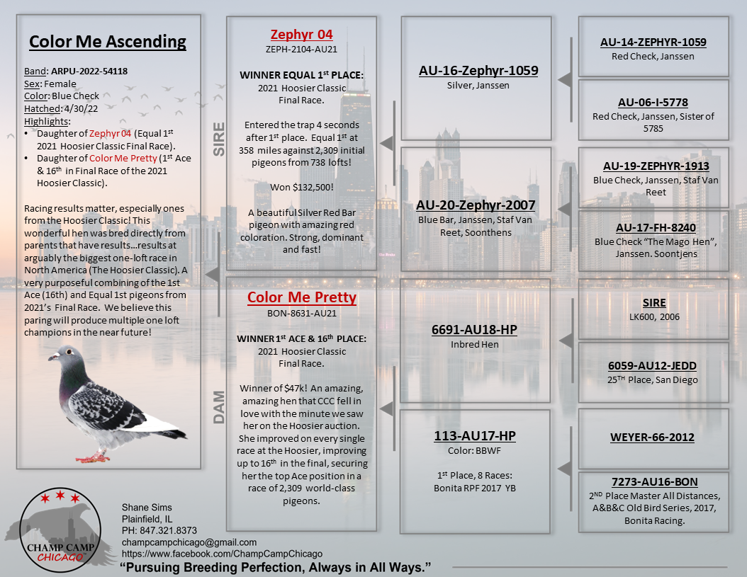 iPigeon.com - Racing Pigeon Auction