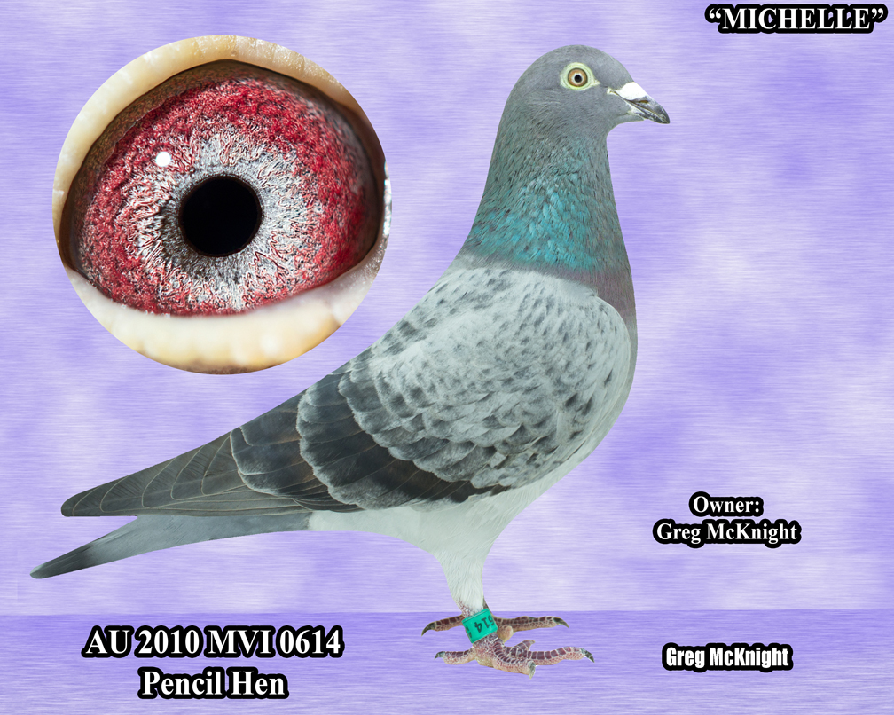 iPigeon.com - Racing Pigeon Auction