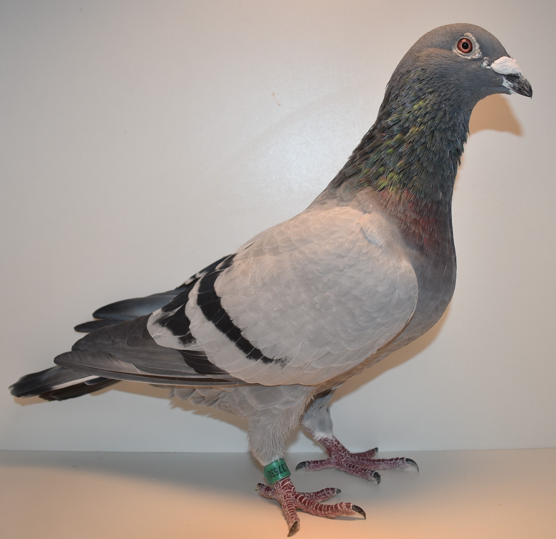 iPigeon.com - Racing Pigeon Auction