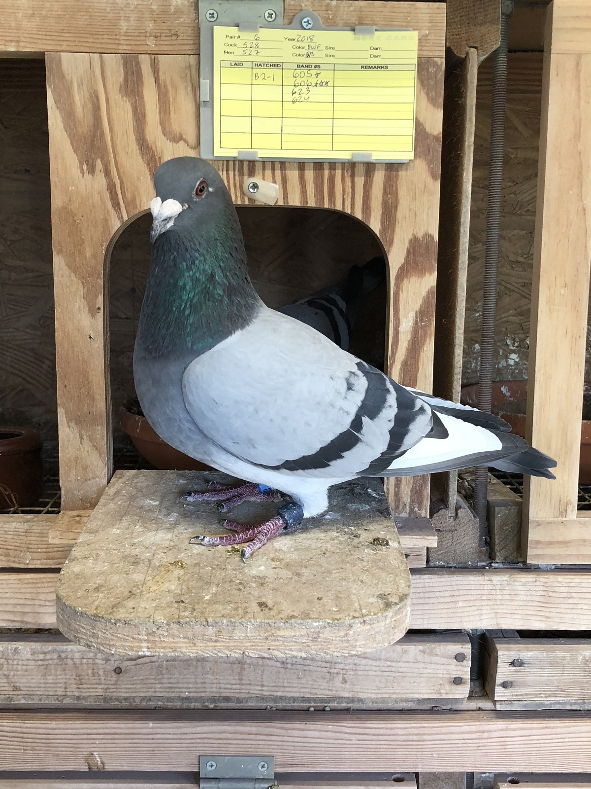 iPigeon.com - Racing Pigeon Auction