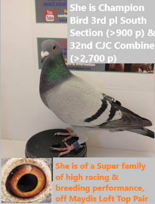 iPigeon.com - Racing Pigeon Auction