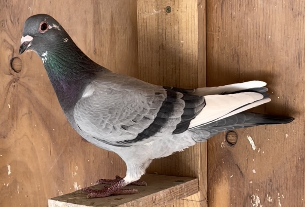 iPigeon.com - Racing Pigeon Auction