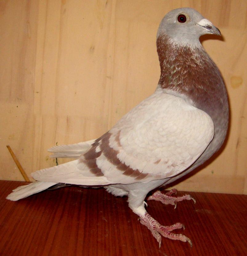 iPigeon.com - Racing Pigeon Auction