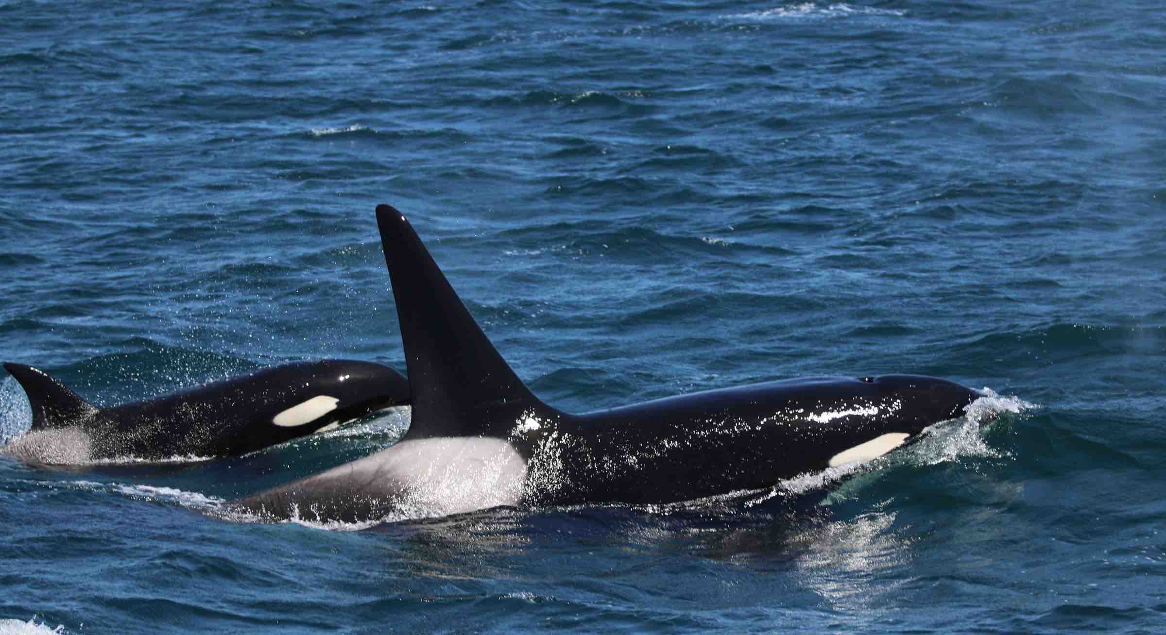 Orca Whale Watching Information in the San Juans | Island Adventures