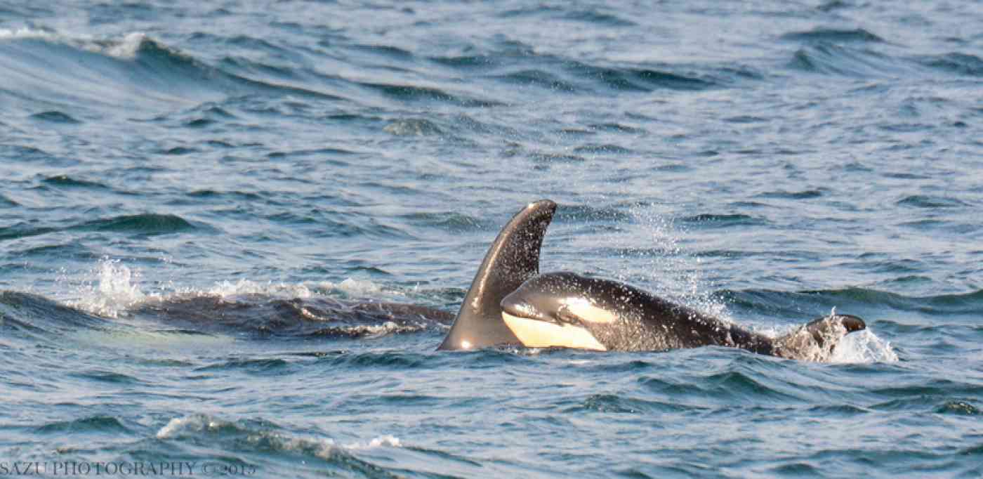 Iconic Orca Whales in the San Juan Islands Gallery | Island Adventures