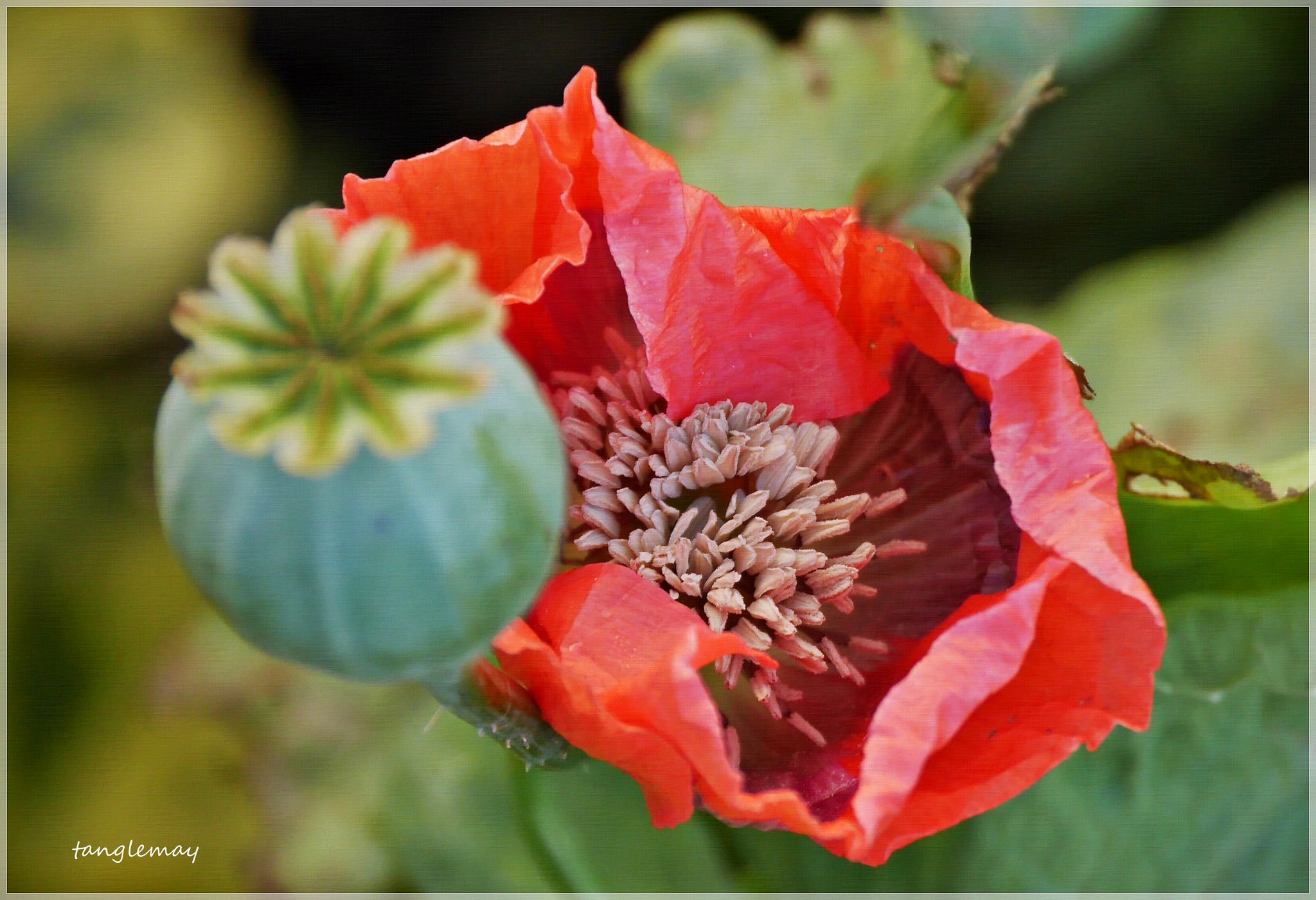 Poppy Rush Launches The World’s First Caffeinated Hot Wasabi Mustard ...