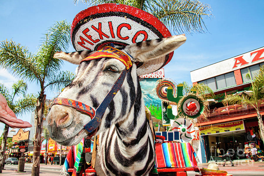San Diego’s Tamale Trolley Celebrates National Tamale Day with Zonkey’s ...