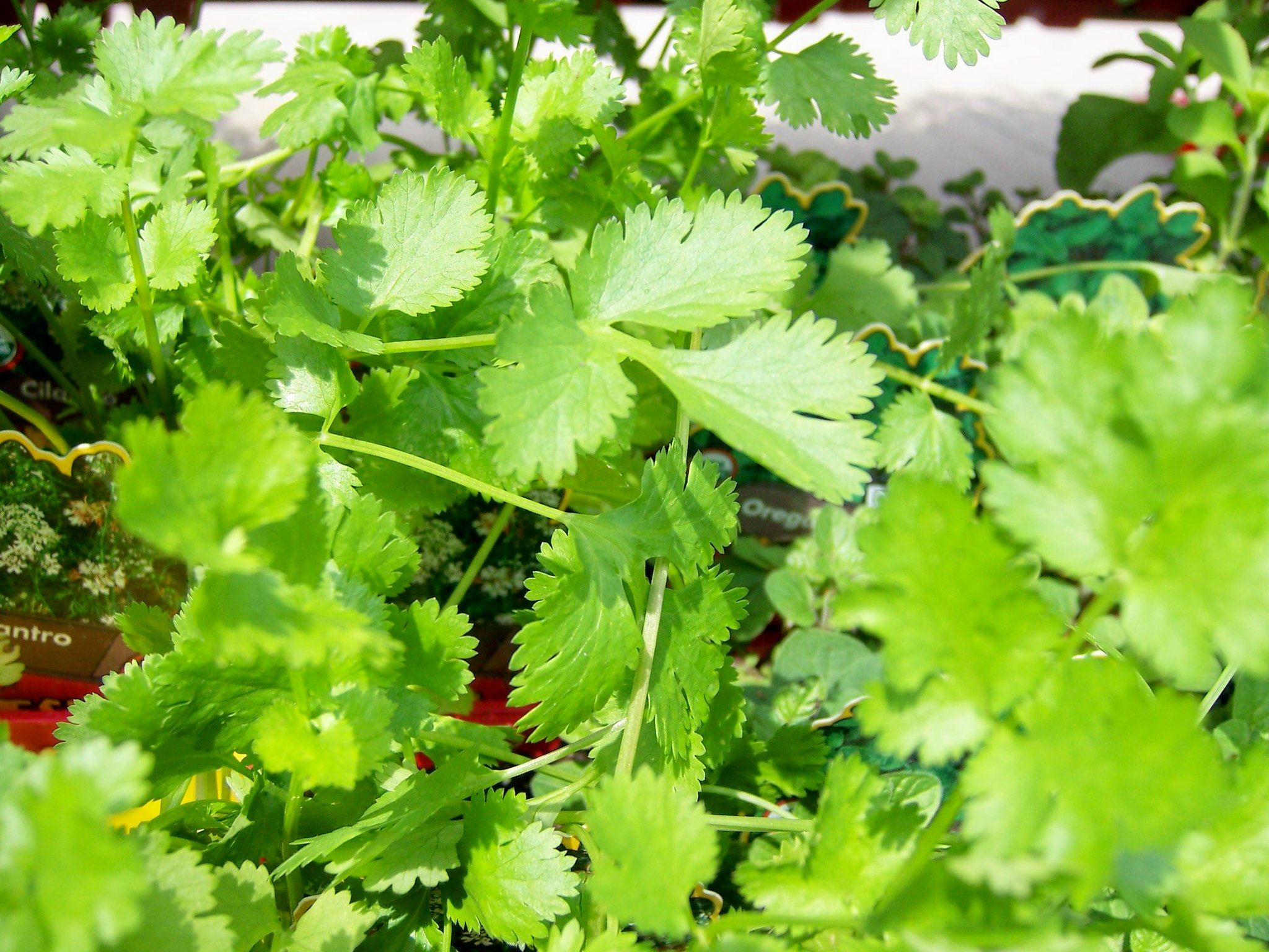 California Cilantro Growers Association Has Designated Cinco de Mayo ...