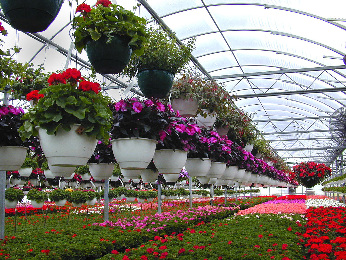 Indian Floriculture Market Analysis, Recent Trends and Regional Growth ...