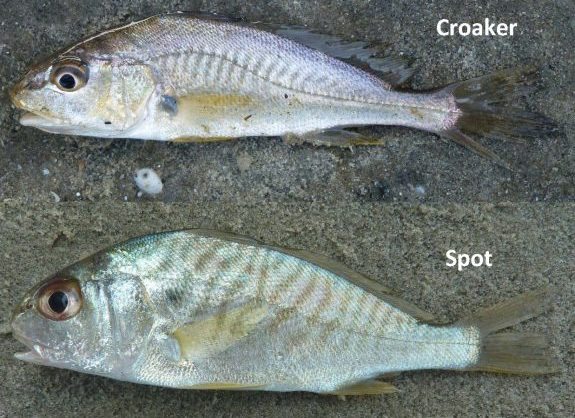 Fish Archives - Town of Kiawah Island