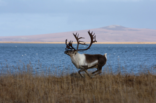 Caribou, reindeer compete for space on the Seward Peninsula