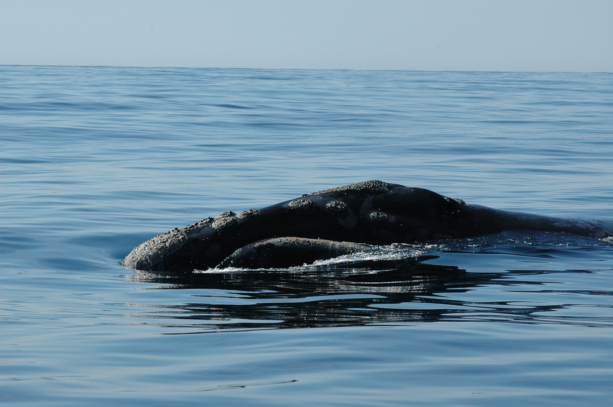 Looking and listening for Alaska's rarest whale