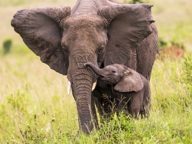 Elephant with its baby. - KTOO