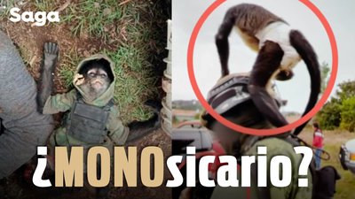saganoticias.com | Sorprende mono muerto con CHALECO ANTIBALAS en ...