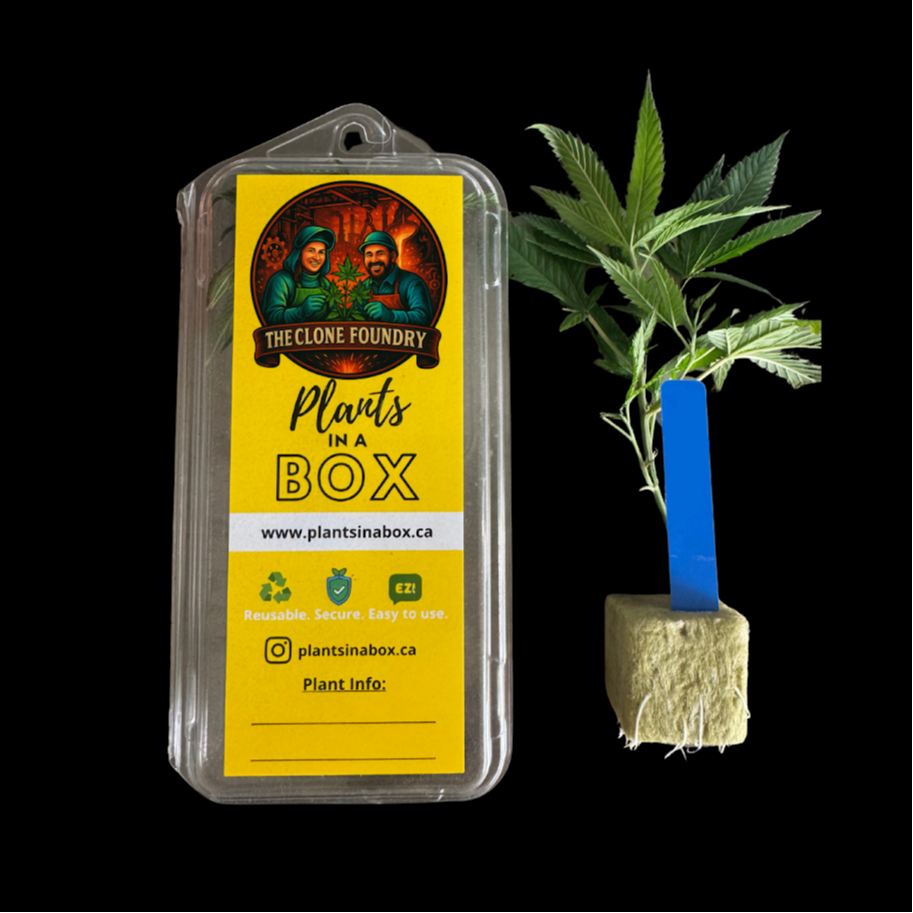 The Clone Foundry: Honey Tree | Leafly