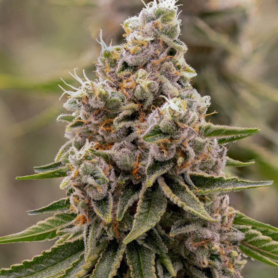 SOL CANNA: Shady Boof 14g | Leafly