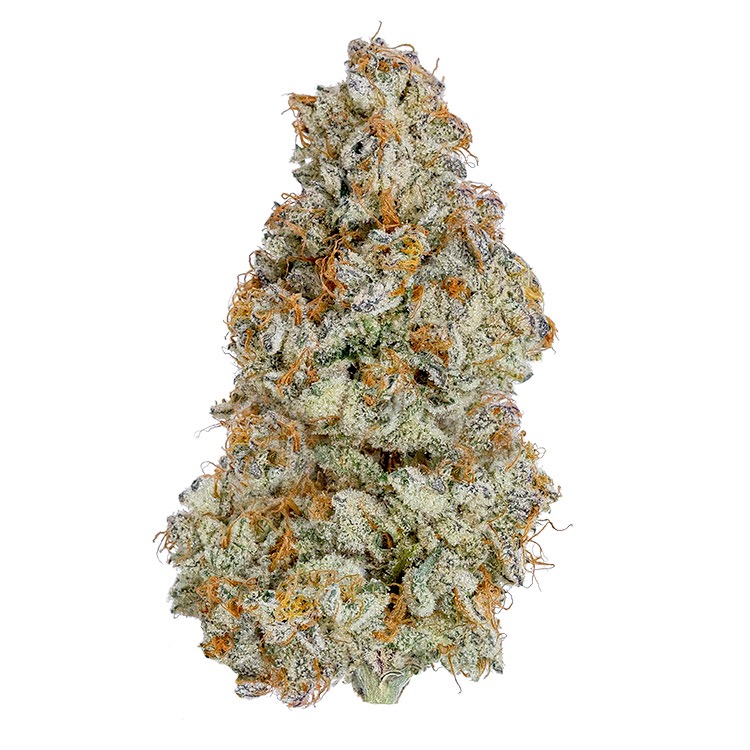 Gelato Seeds: Cereal Milk seeds | Leafly