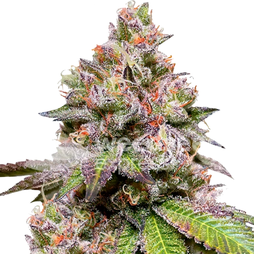 WeedSeedsExpress: LSD Autoflower Seeds | Leafly