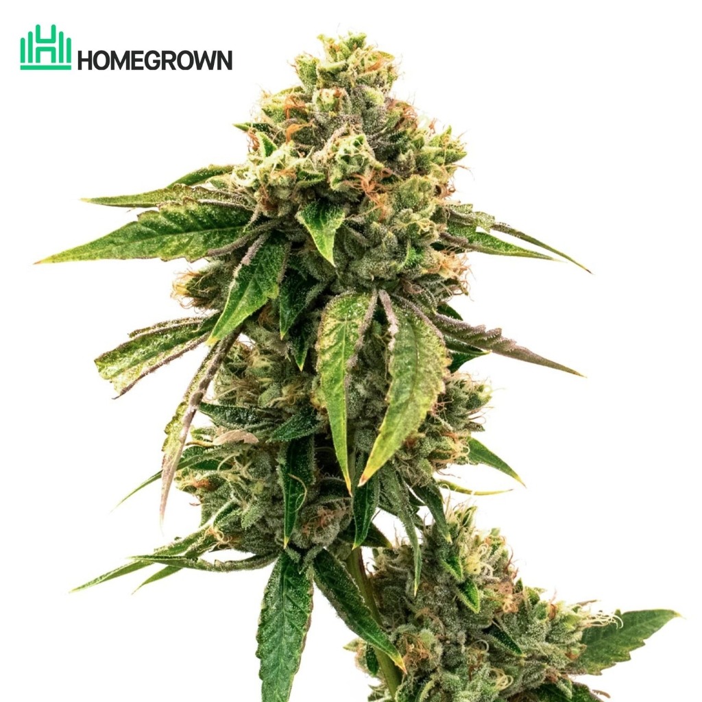 Home Grow Nursery: LSD Autoflower Cannabis Seeds | Leafly