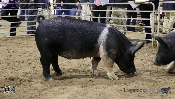 Livestock Judging Terminology | Belted