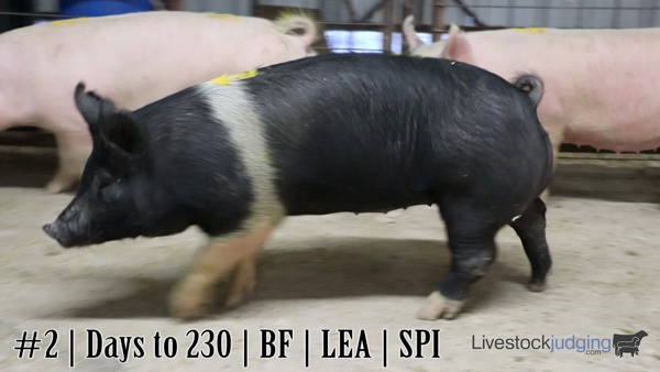 Livestock Judging Terminology | Belted