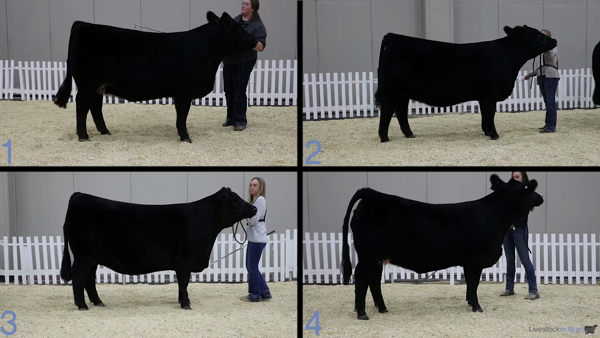 Breeding Heifer Classes | Livestockjudging.com