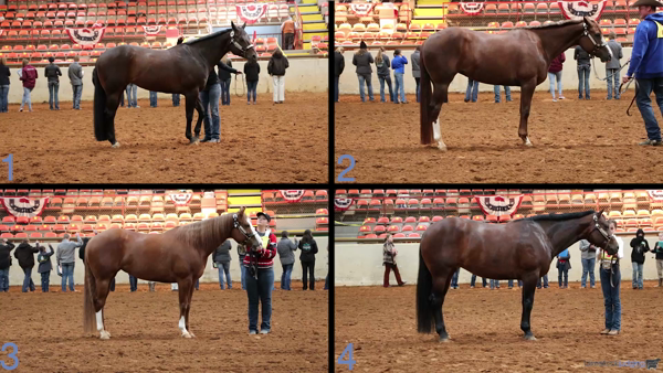 2020 Johnson County Horse Judging | Livestockjudging.com
