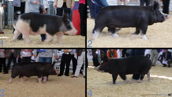 The National Swine Judging Contest | Livestockjudging.com