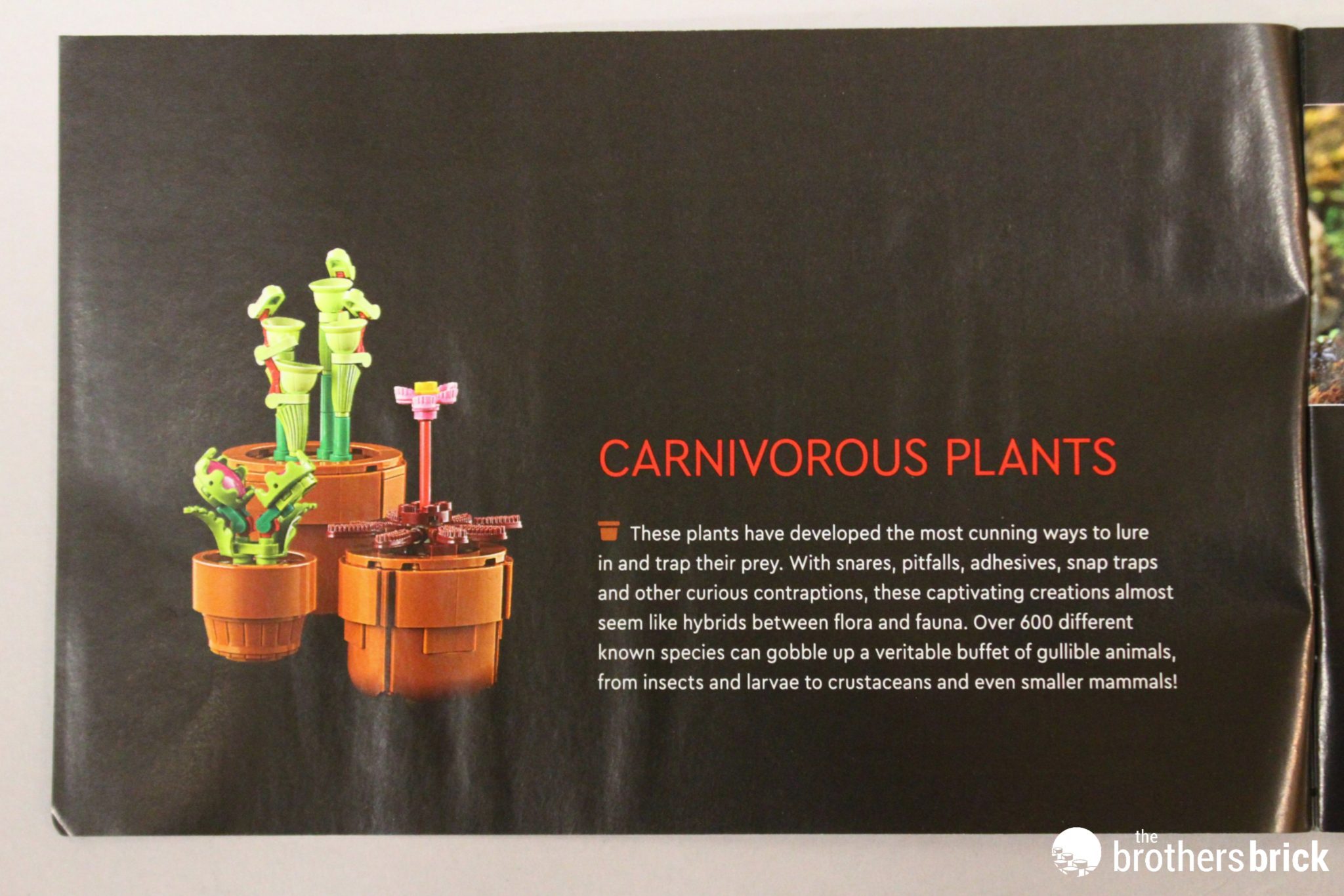 LEGO Icons Botanical Collection 10329 Tiny Plants - TBB Review - (8 ...