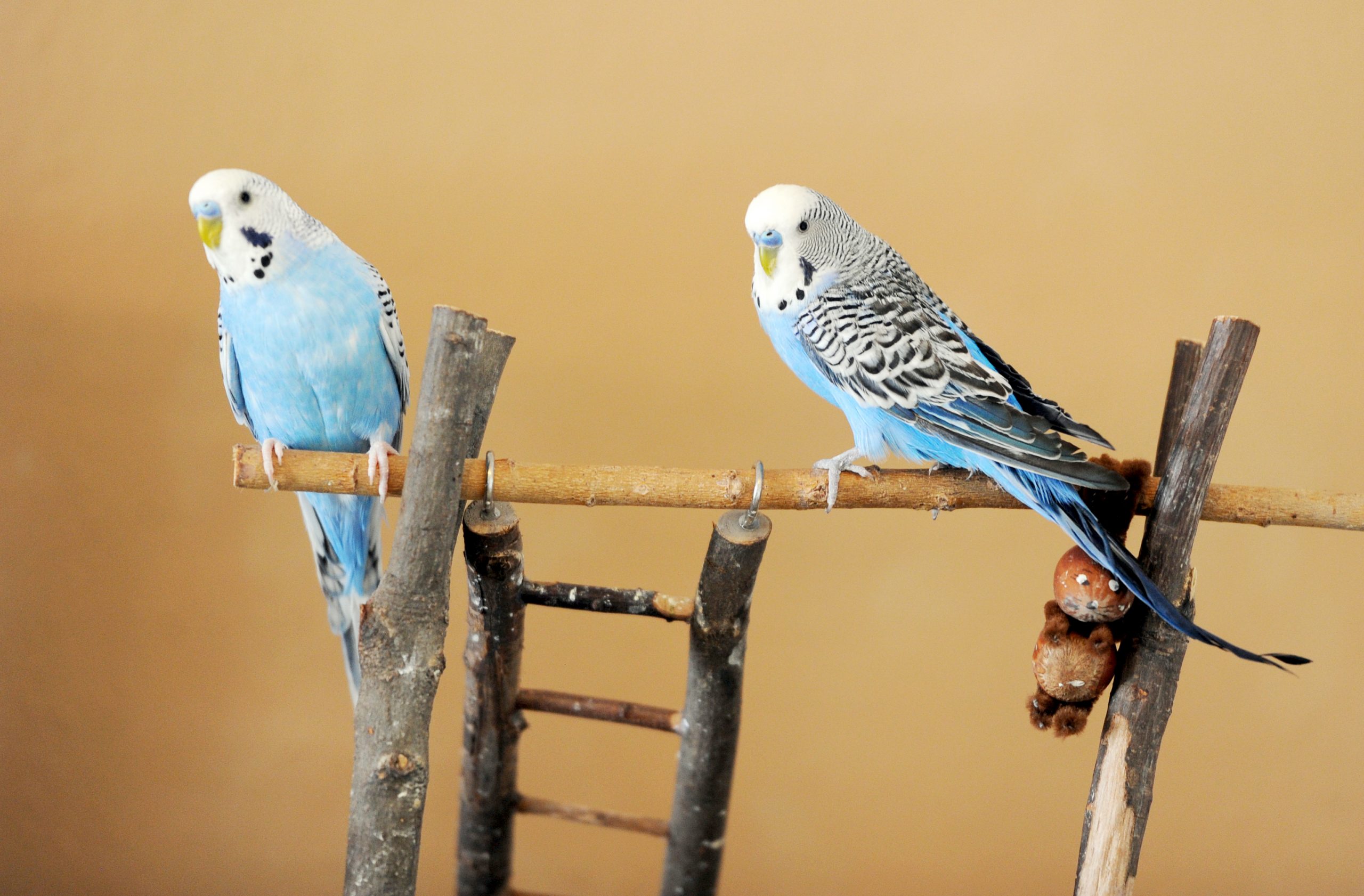 Un compañero y espacio para volar: cómo hacer feliz a un perico