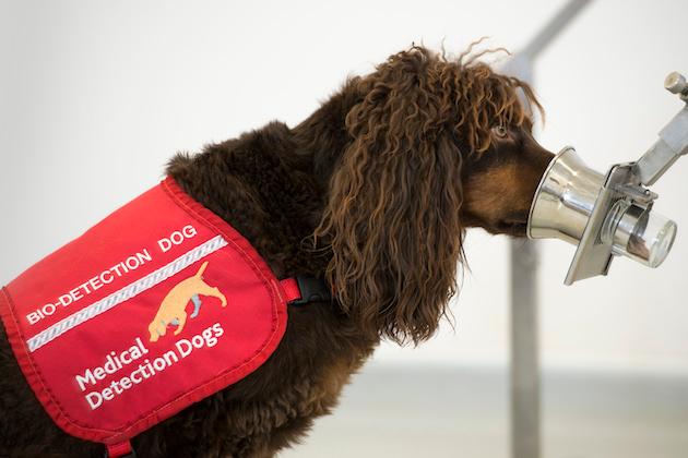 Bio-detection dogs could be used to identify those with coronavirus ...