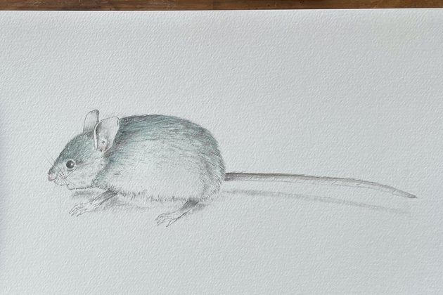 Extinct or just missing? The curious case of the native blue-grey mouse ...