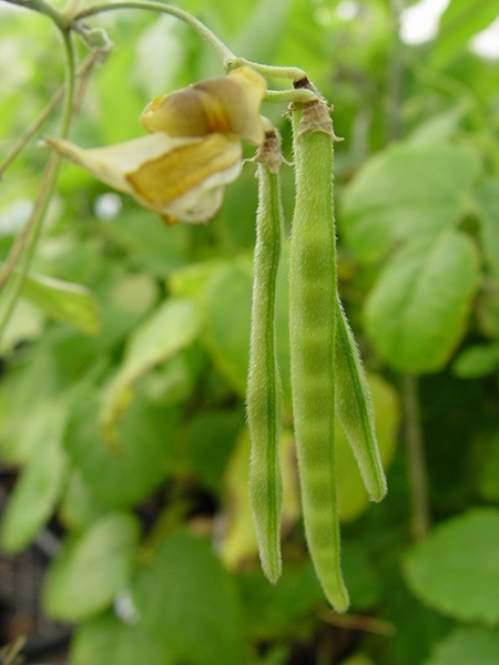 National Tropical Botanical Garden | Vigna o-wahuensis - Plant Detail ...