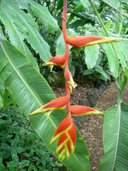 National Tropical Botanical Garden | Heliconia standleyi - Plant Detail ...
