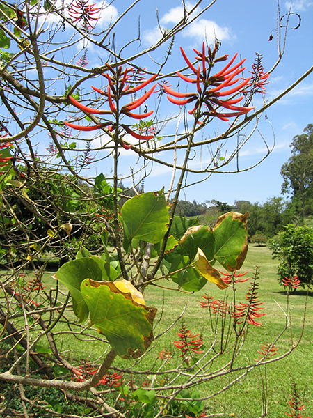 National Tropical Botanical Garden | Erythrina eggersii - Plant Detail ...