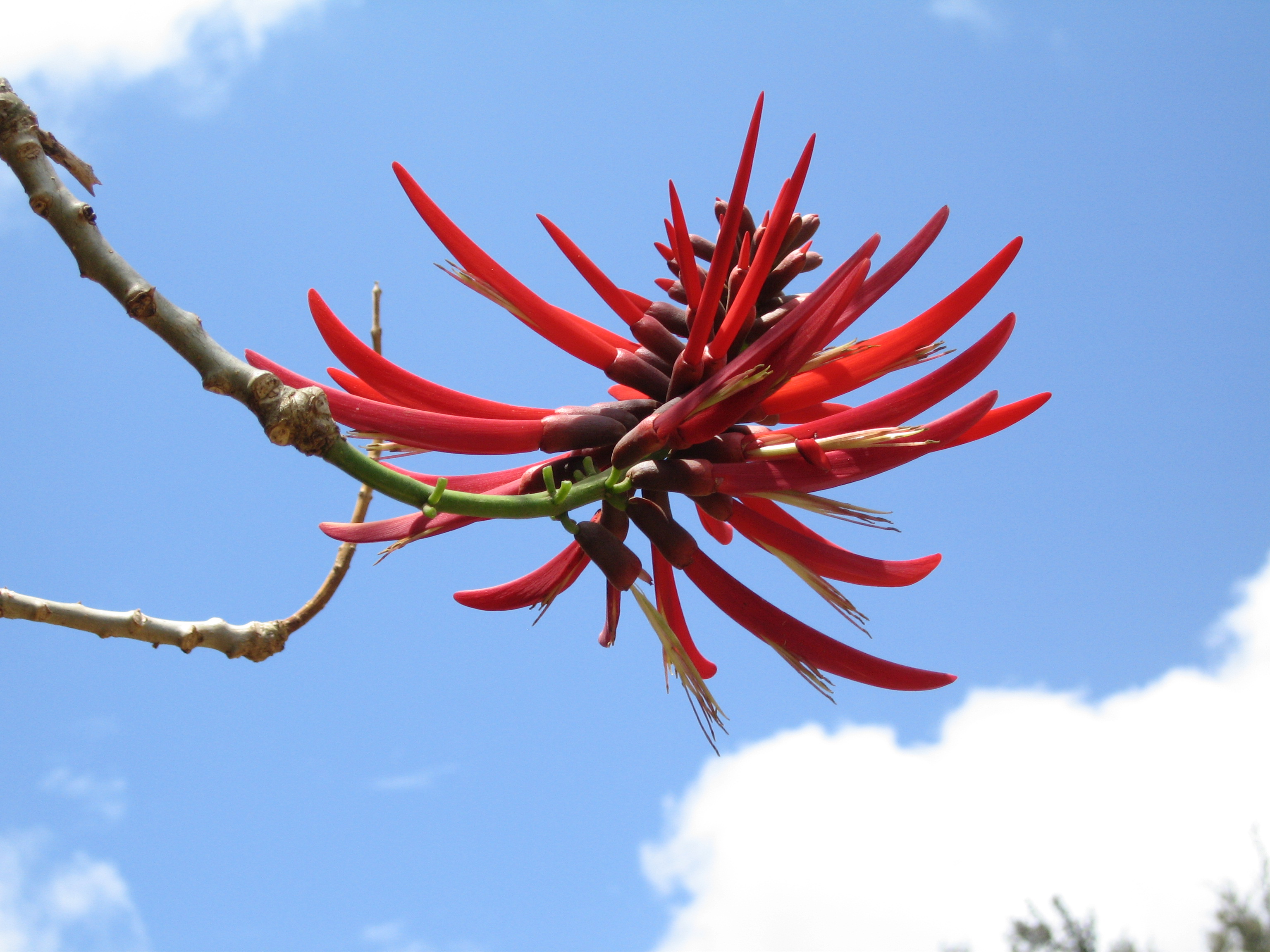 Erythrina americana - Alchetron, The Free Social Encyclopedia