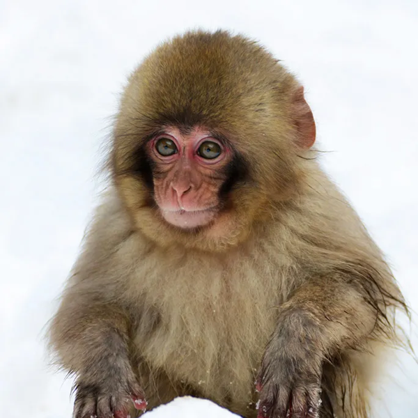 GeForce GRD 566.03 Feedback Thread ( | NVIDIA GeForce Forums