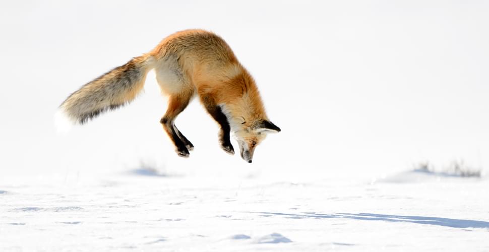 Yellowstone’s Winter Wonders | Off the Beaten Path