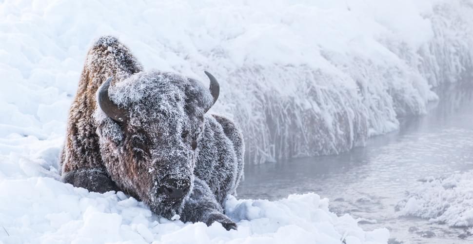 Yellowstone’s Winter Wonders | Off the Beaten Path