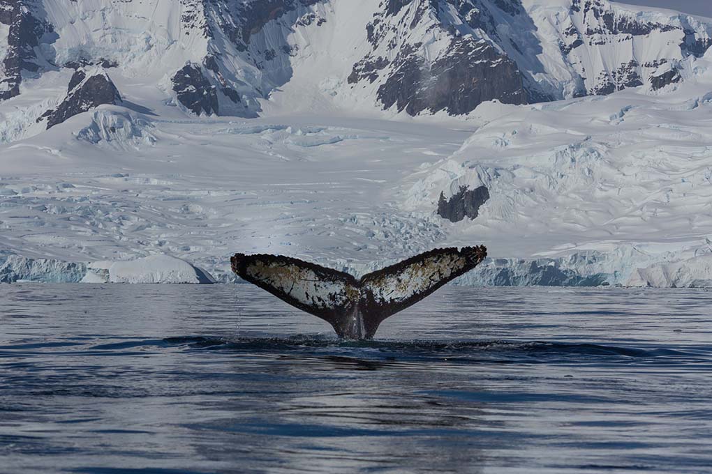 Cross into the Antarctic Circle 10 Night | One Ocean Expeditions