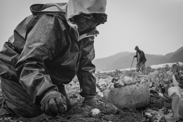 Greenland - the new frontier of farming | International Photo Awards