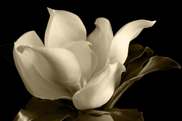 Magnolias | International Photo Awards