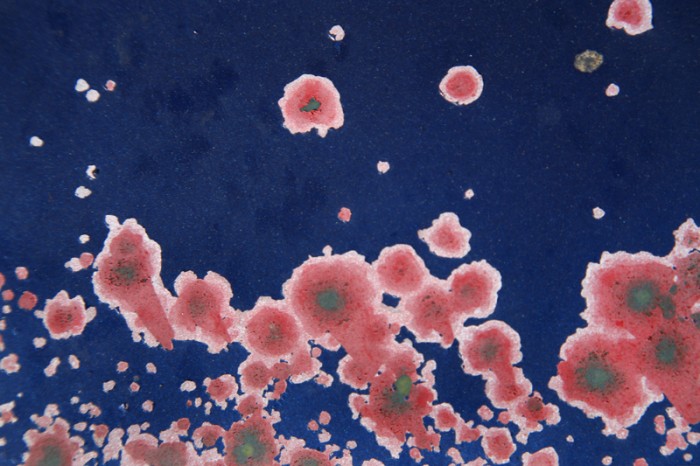 Rust in Bloom | International Photo Awards