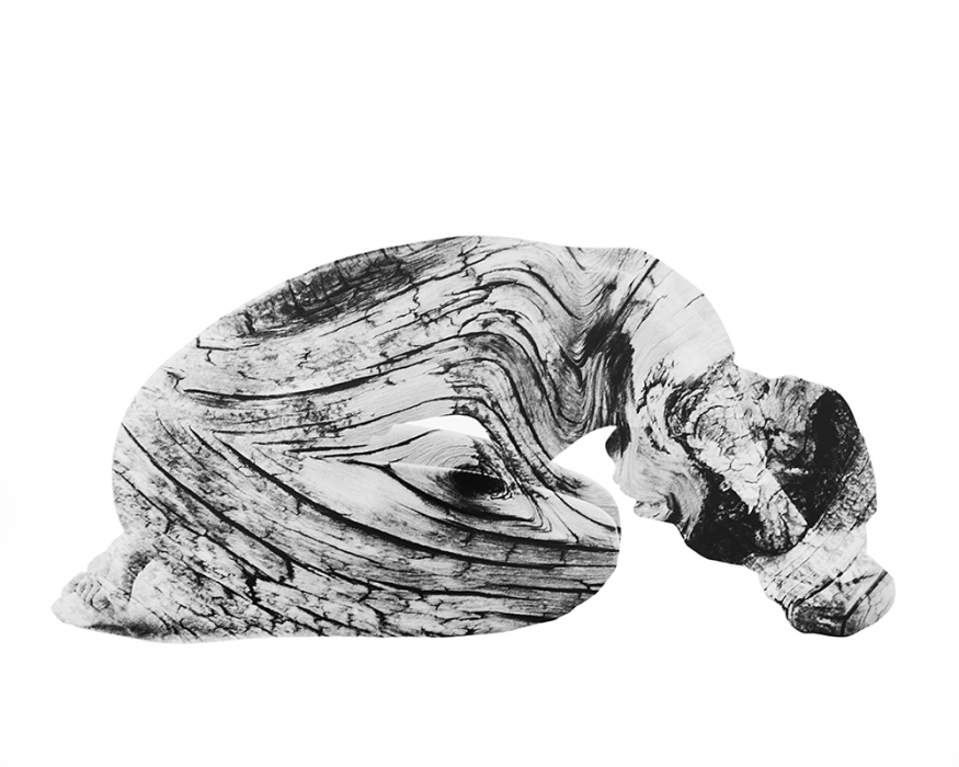 Ancient Wood International Photo Awards ancient-wood-international-photo-awards